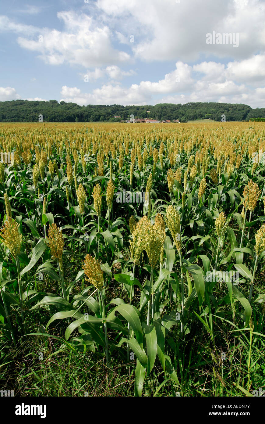 Field of millet, sud Touraine, France Stock Photo - Alamy