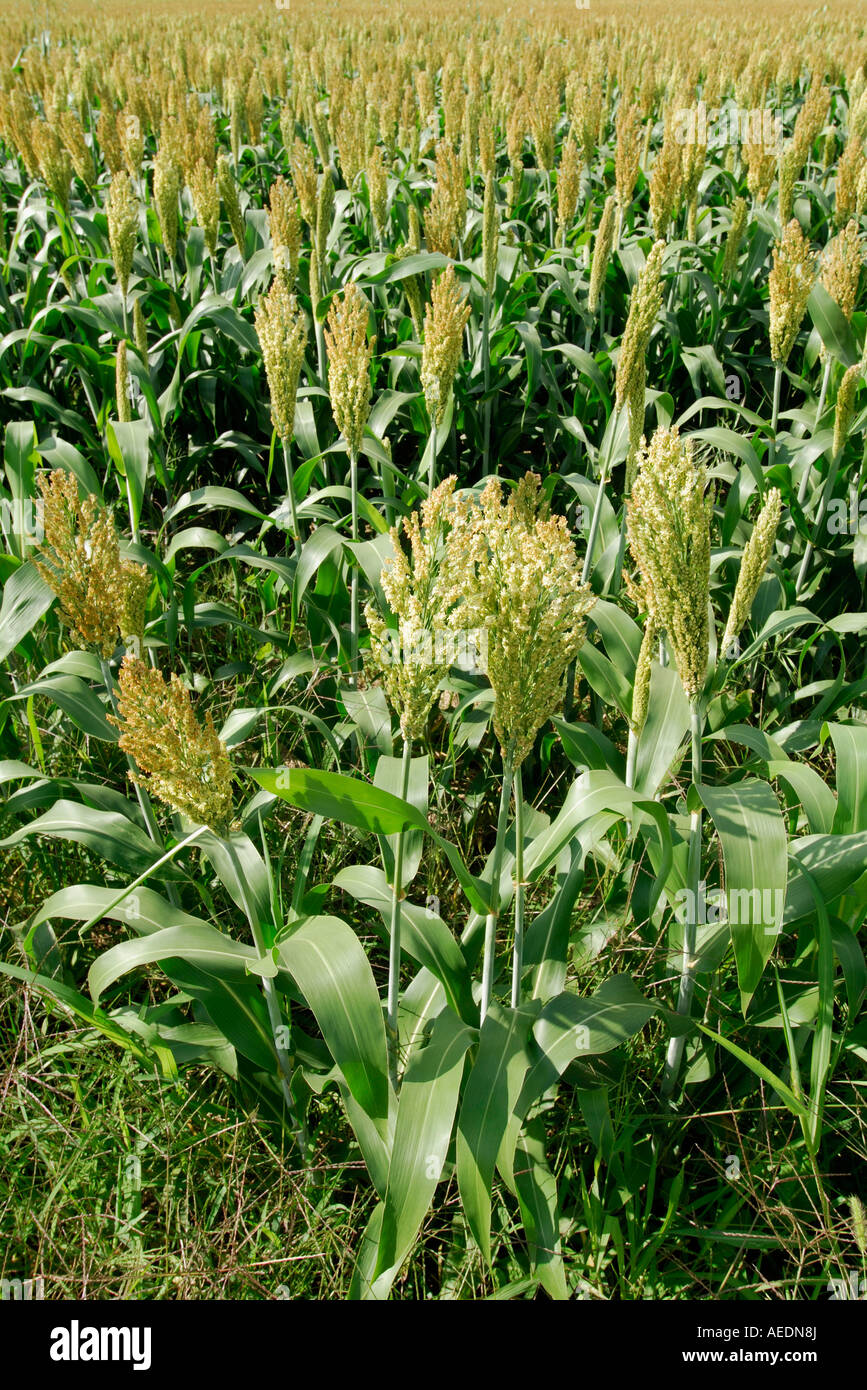 Field of millet, sud Touraine, France Stock Photo - Alamy
