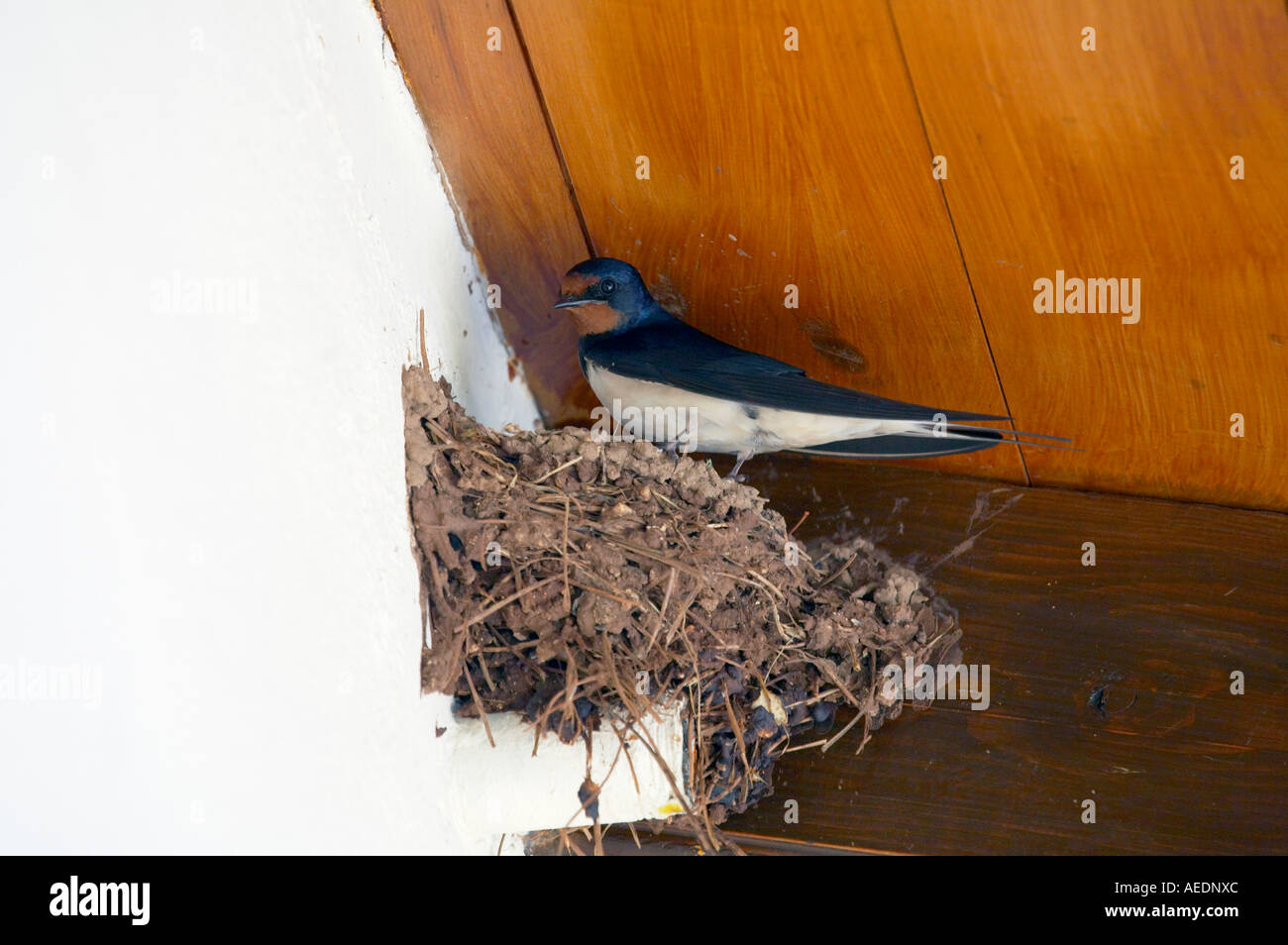Hirunda rustica hi-res stock photography and images - Alamy