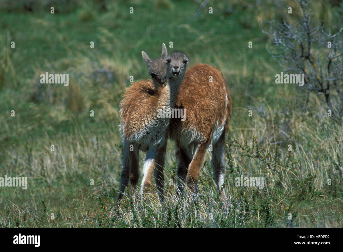Guanacos fighting hi-res stock photography and images - Alamy