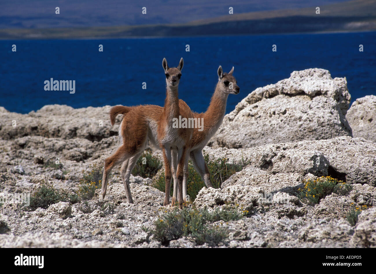 Guanacos and water hi-res stock photography and images - Alamy