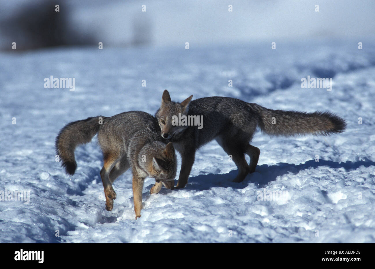 Grey foxes fighting in snow Stock Photo - Alamy
