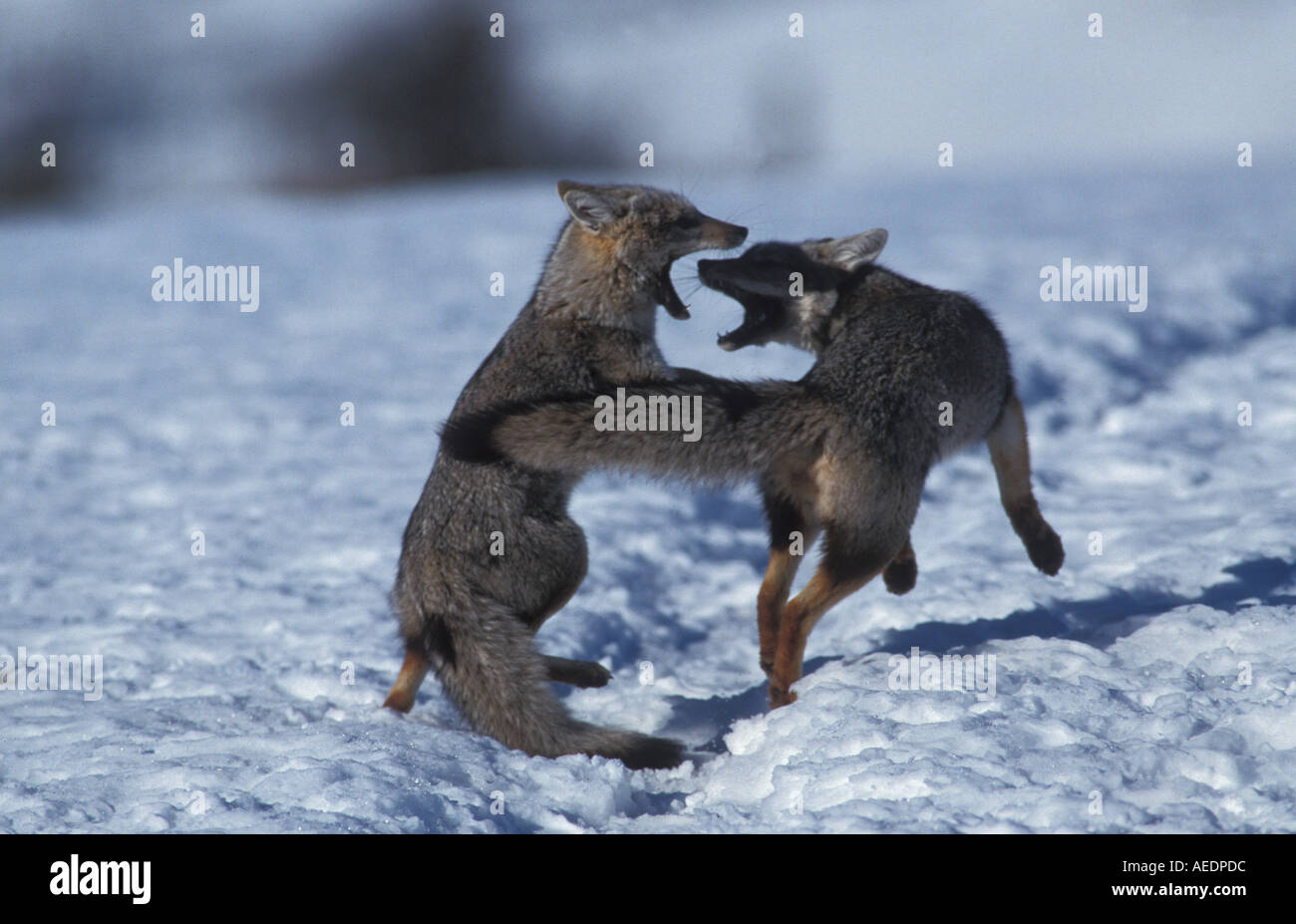 Grey foxes fighting in snow Stock Photo - Alamy