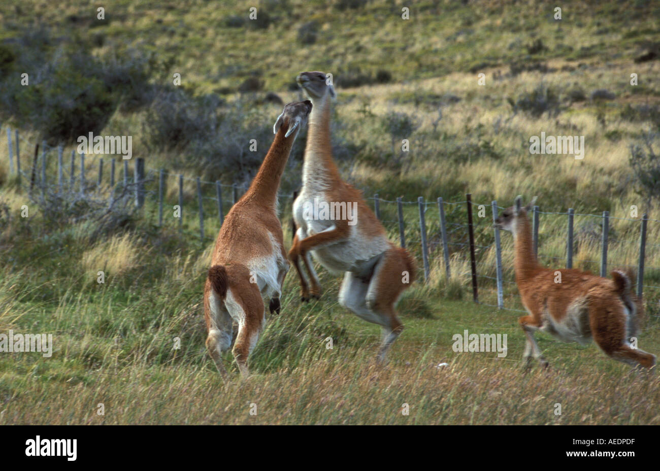 Adult Guanacos fighting Stock Photo - Alamy