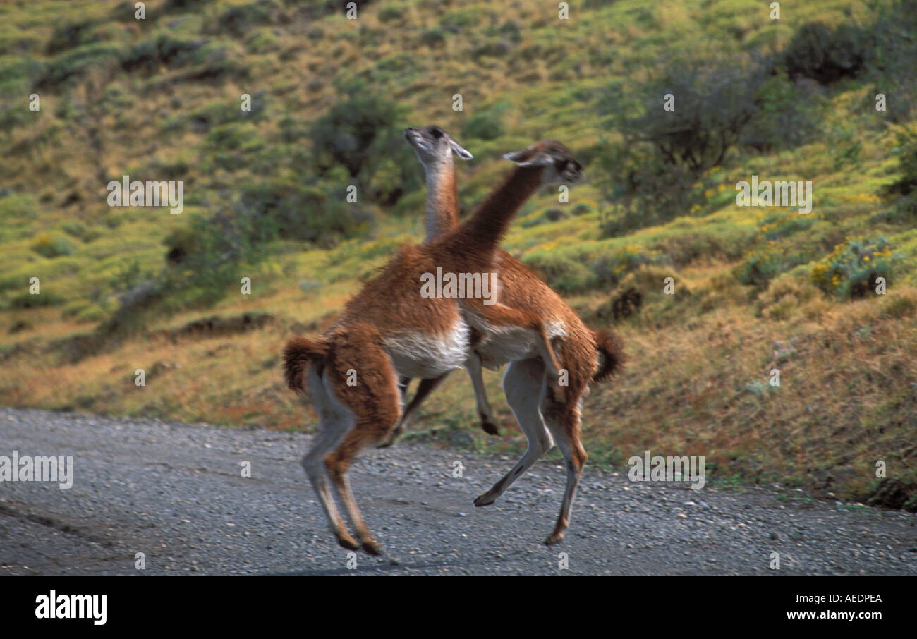 Guanaco jumping del paine national hi-res stock photography and images ...