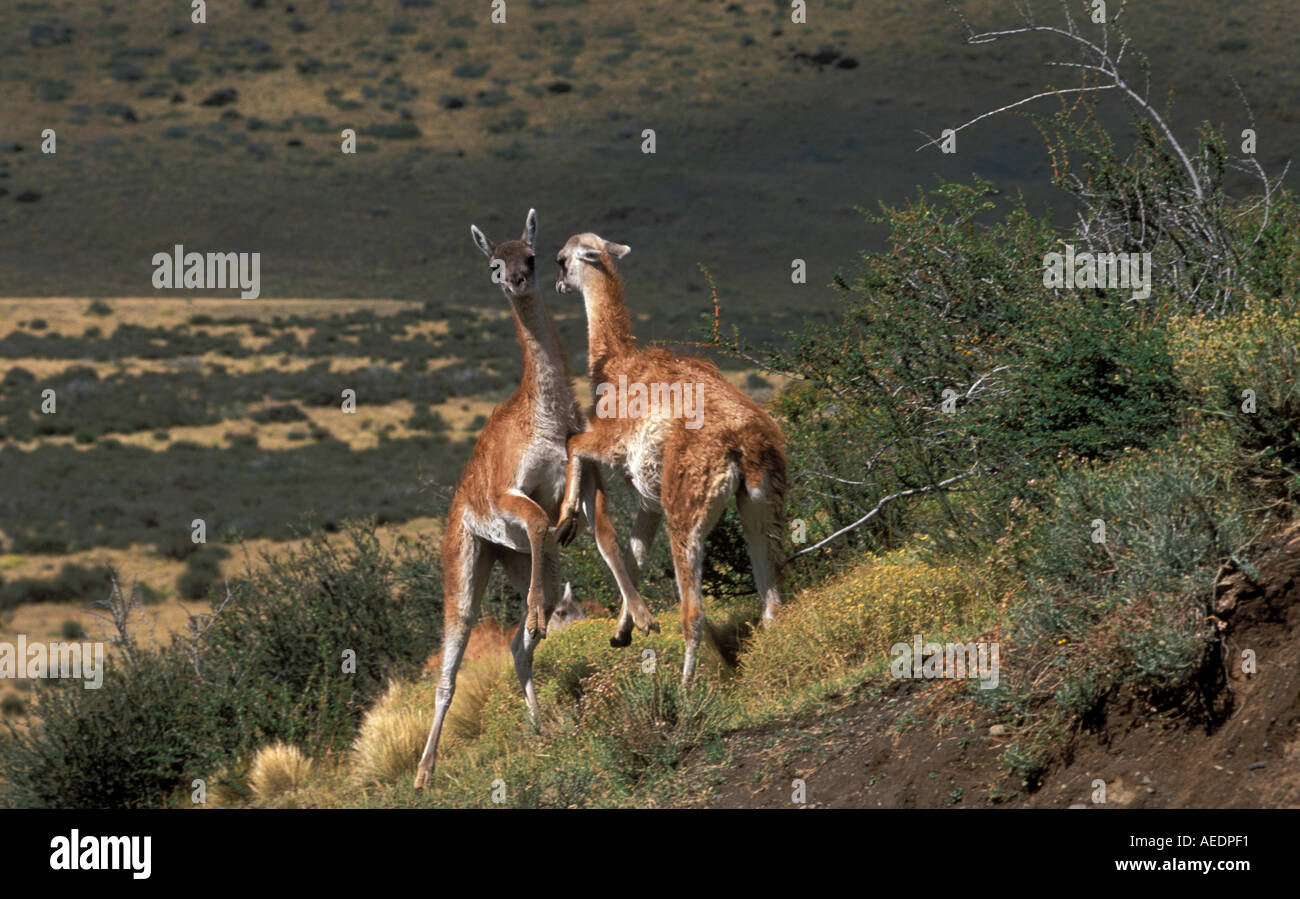 Jumping guanaco hi-res stock photography and images - Alamy