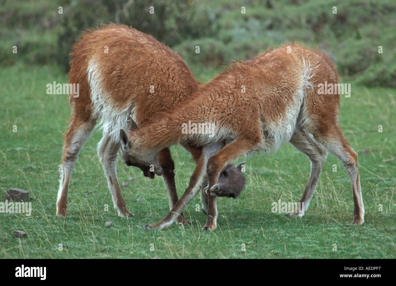 Juvenile Guanacos neck biting Stock Photo - Alamy