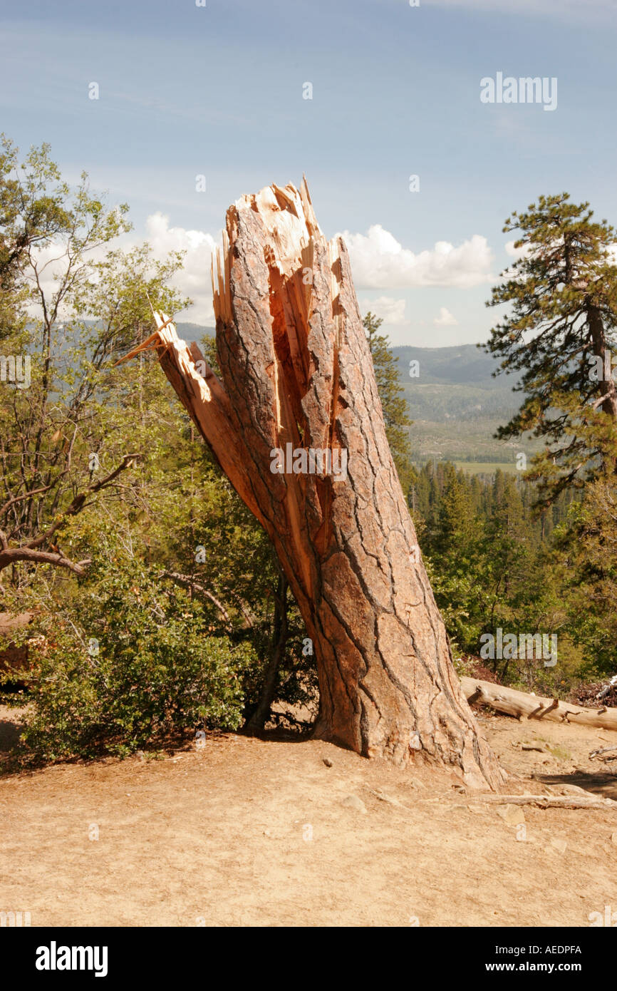 Yosemite National Park California USA broken tree above big meadow ...