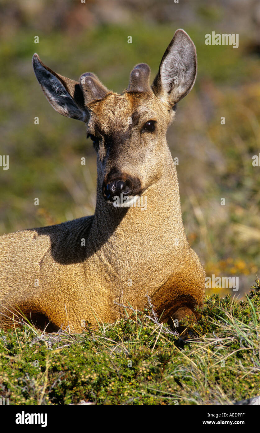 Huemul deer chile hi-res stock photography and images - Alamy