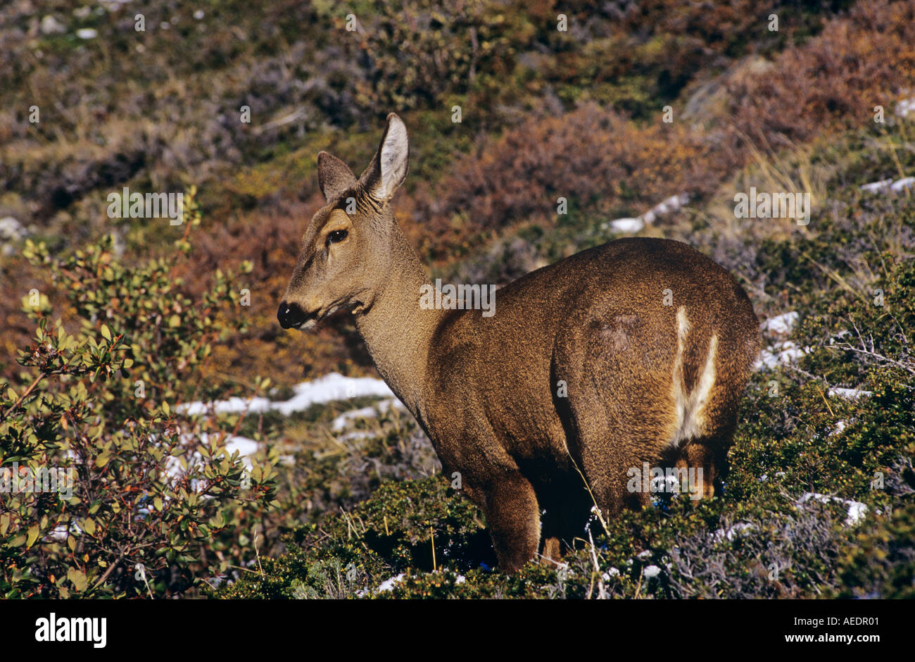South andean huemul hi-res stock photography and images - Alamy