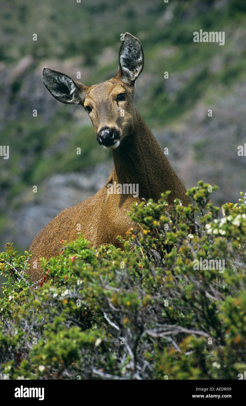 Huemul deer chile hi-res stock photography and images - Alamy