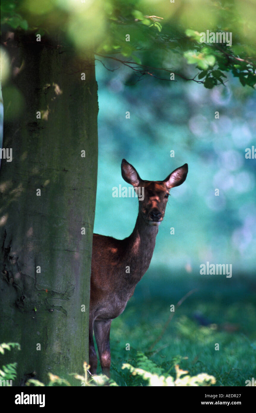 Deer behind tree hi-res stock photography and images - Alamy