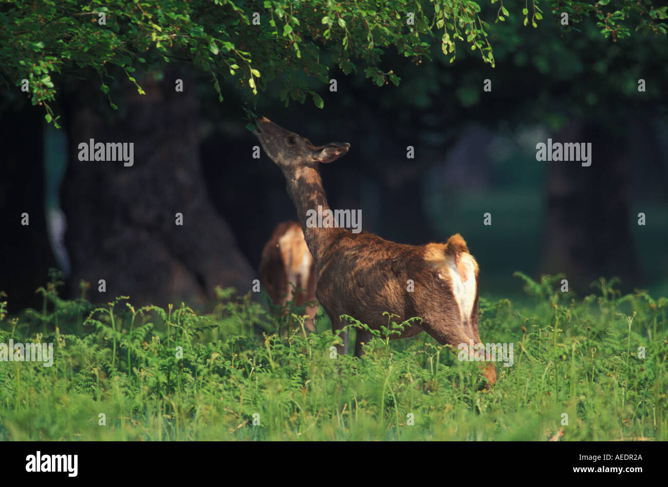 Red Deer feeding on branches of tree Stock Photo - Alamy