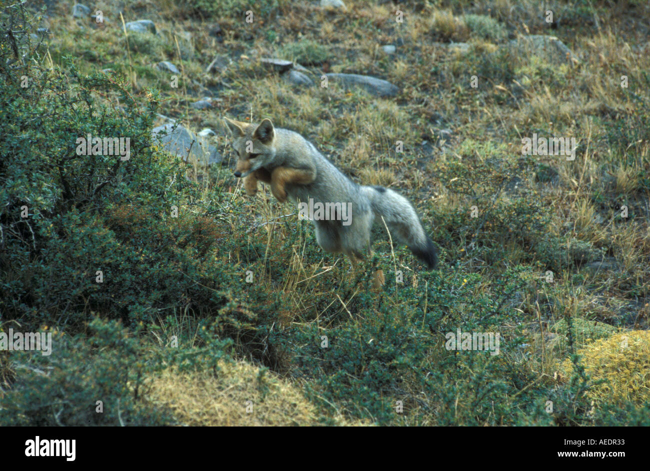 Grey fox cub hi-res stock photography and images - Alamy