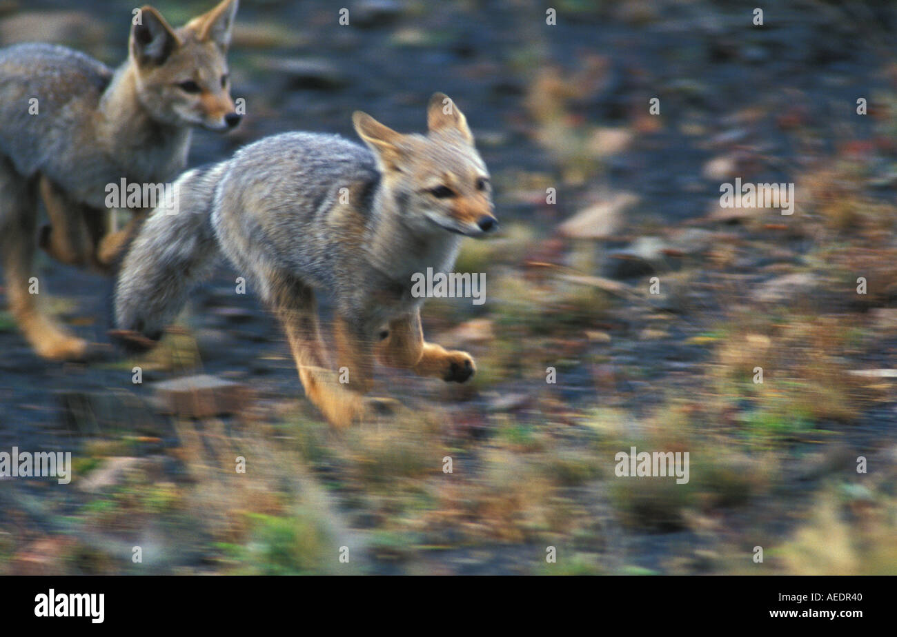 Running juvenile hi-res stock photography and images - Alamy