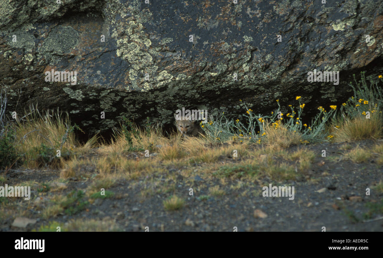 Grey fox cub hi-res stock photography and images - Alamy
