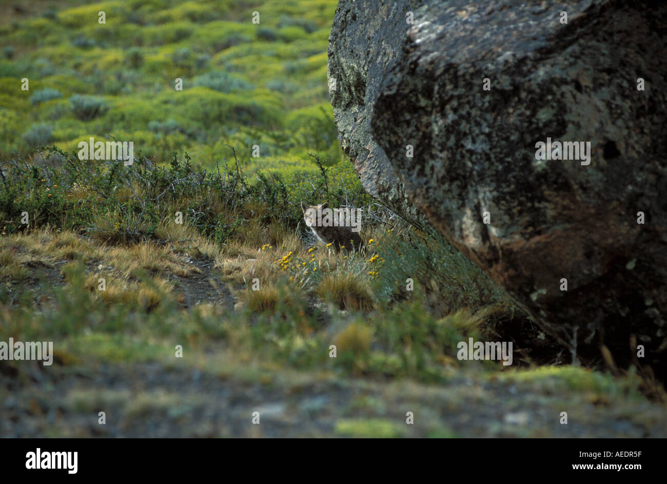 Grey fox cub hi-res stock photography and images - Alamy