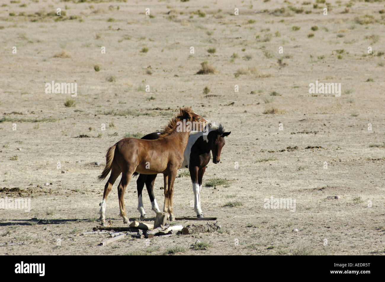 two foals playing wild Stock Photo - Alamy