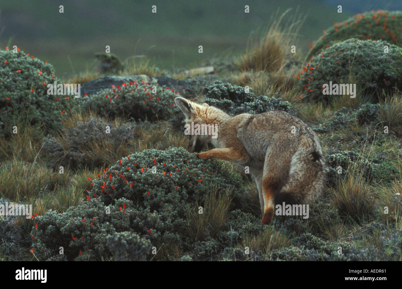 Grey fox cub hi-res stock photography and images - Alamy