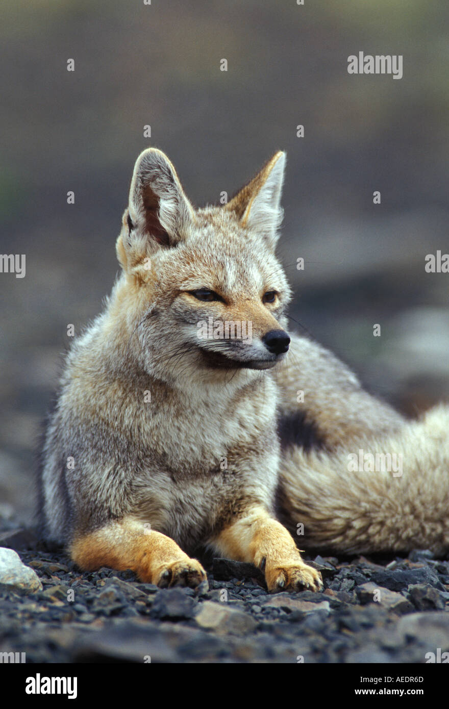 Patagonian fox resting hi-res stock photography and images - Alamy