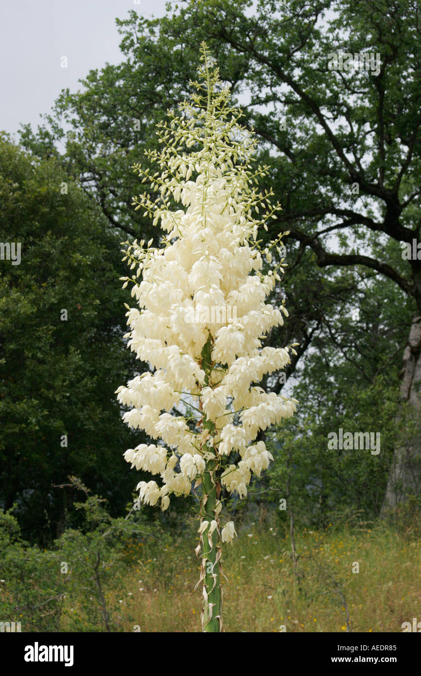 Sequoia National Park and Forest California USA flowering Yucca in ...