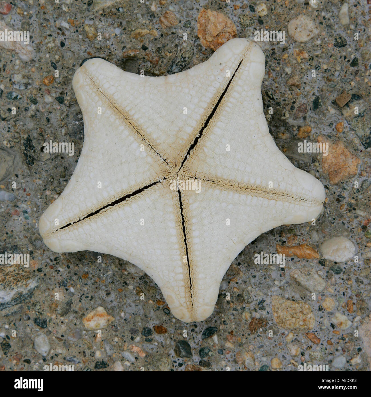 Star fish sea star aquarium tank animal fishes freshwater aquariums ...