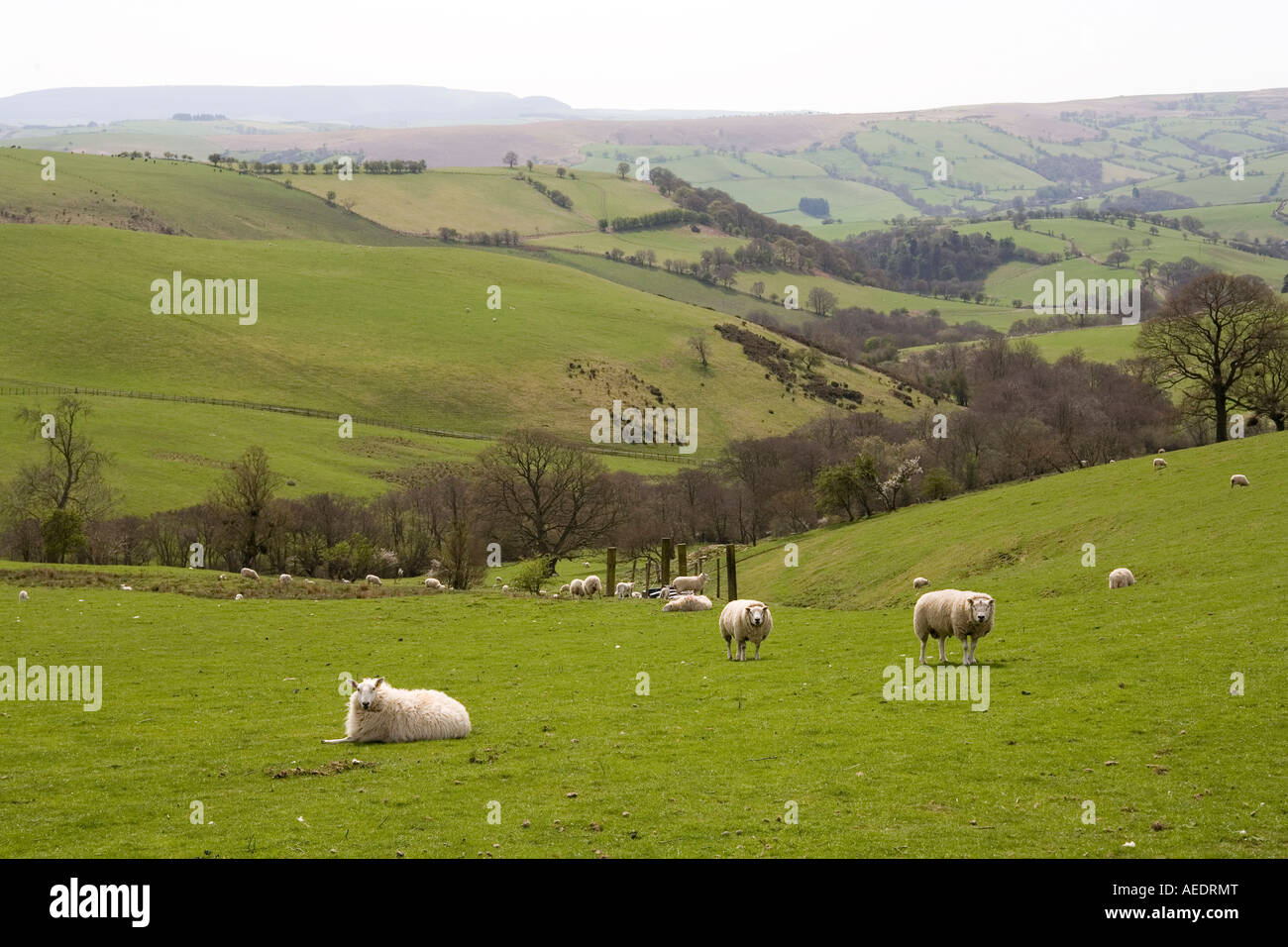 UK Shropshire Llanfair Hill sheep grazing on hill farm Stock Photo - Alamy