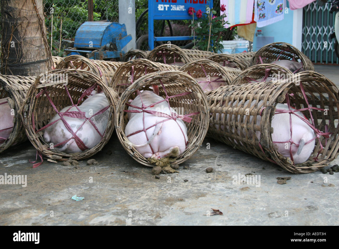 Transportation of pigs in Vietnam Stock Photo - Alamy