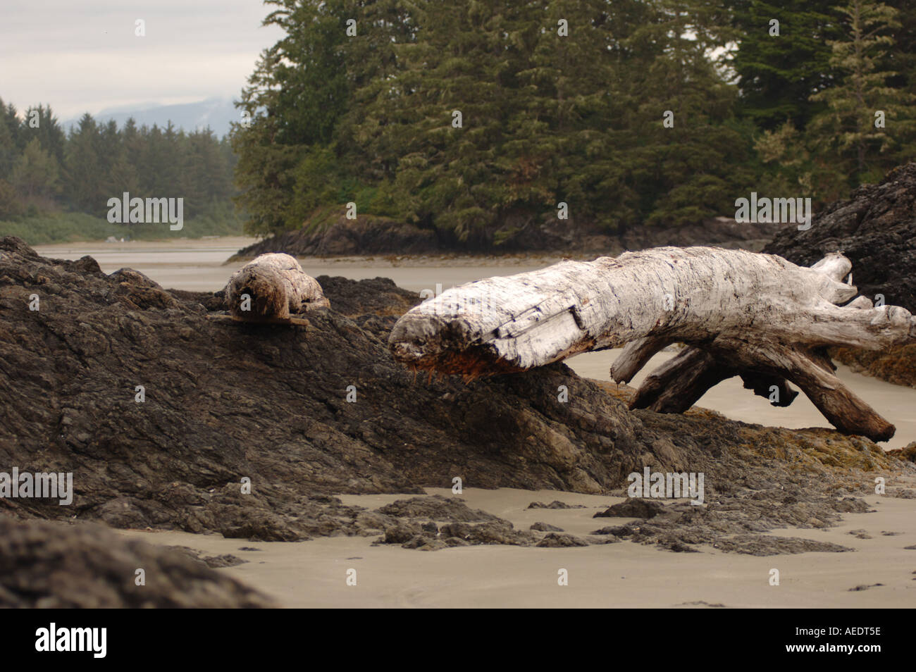 Pacific Rim National Park Canada Stock Photo - Alamy