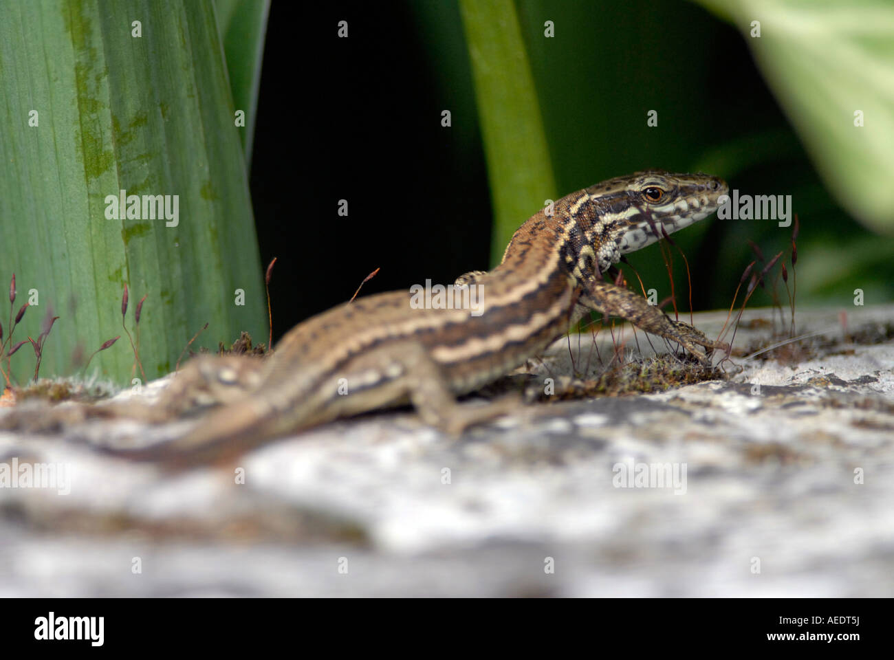 Common Wall Lizard in France Stock Photo - Alamy