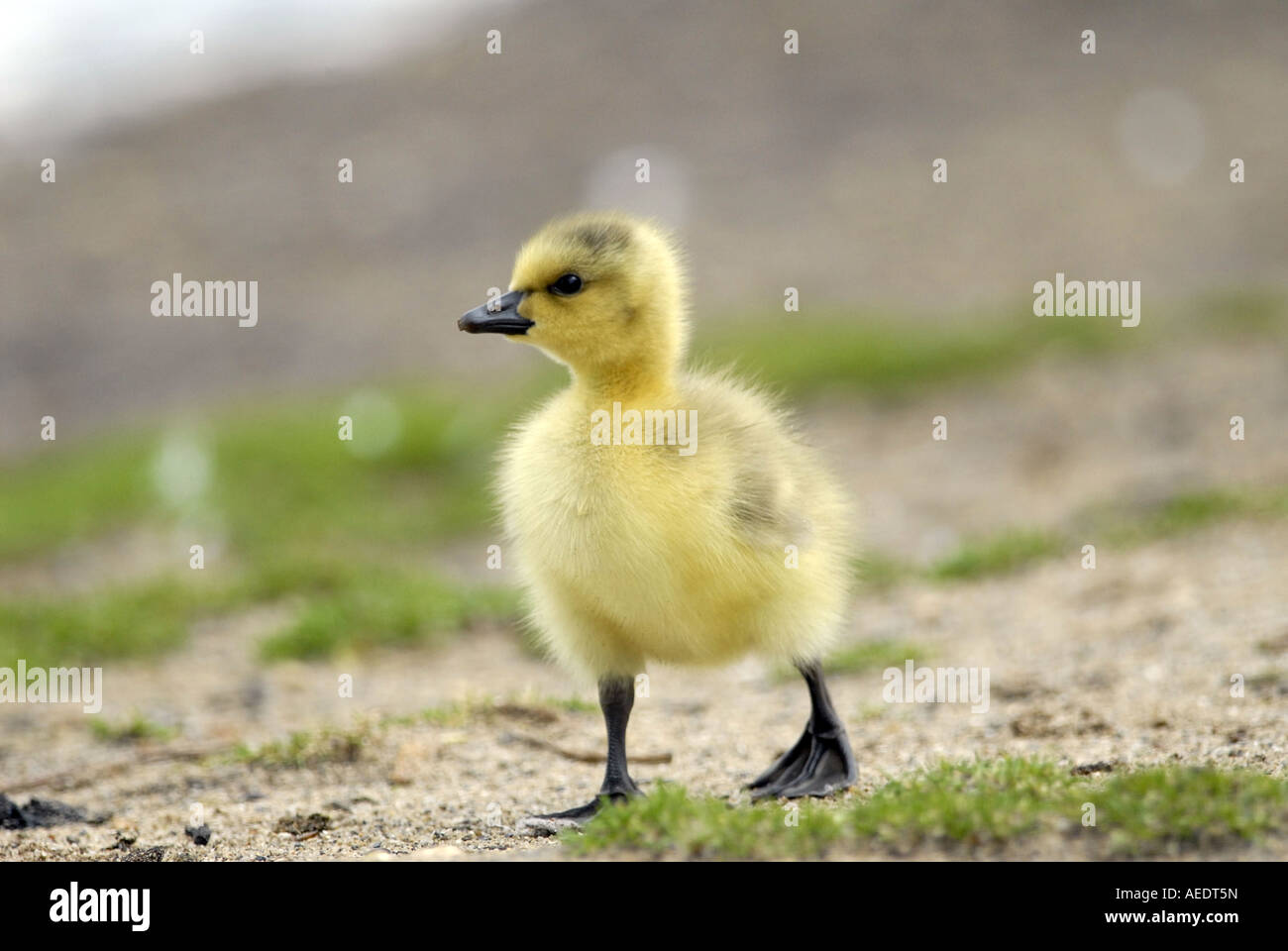 Cute gosling photo ideal for anything Easter related Stock Photo - Alamy
