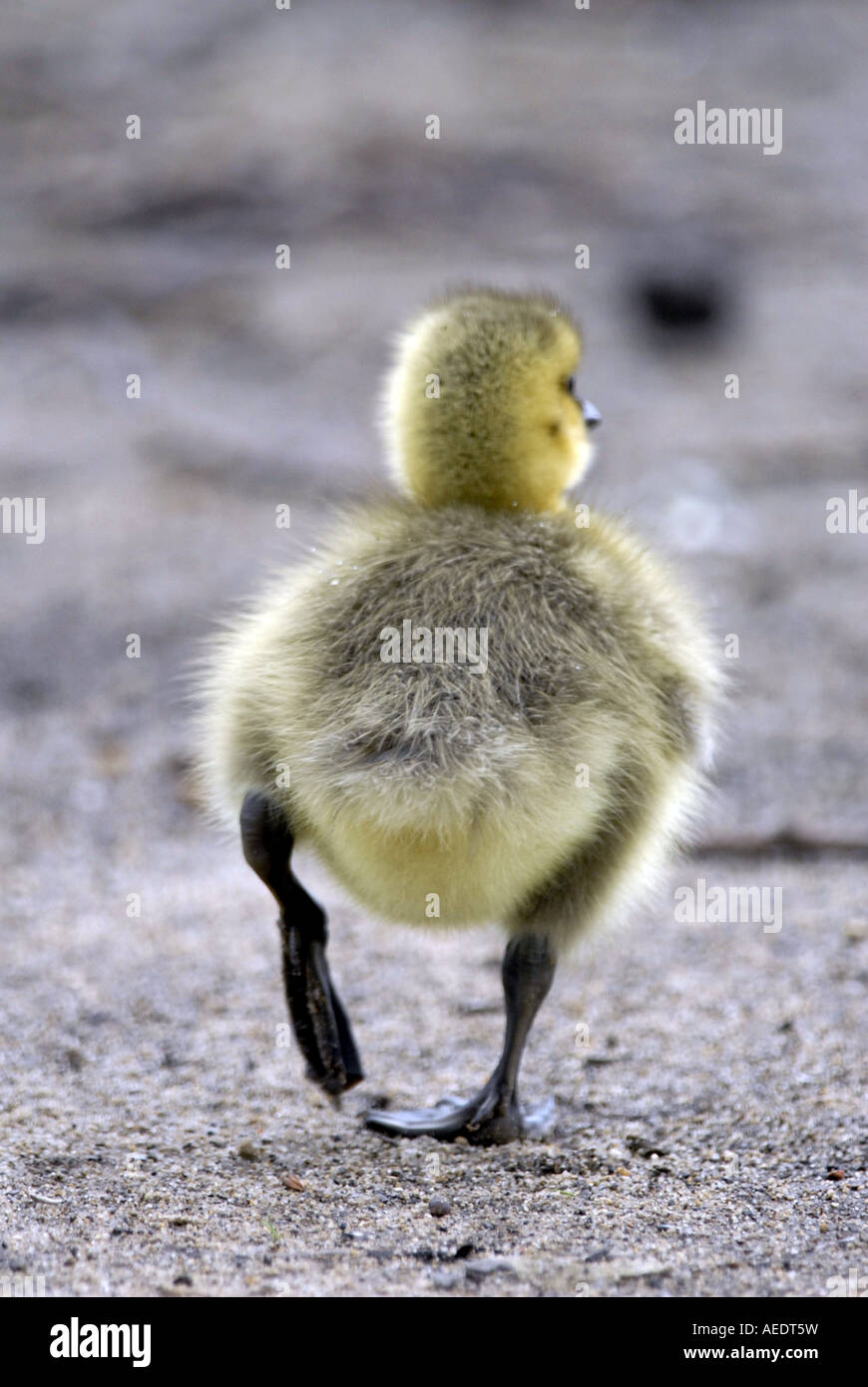 Cute gosling photo ideal for anything Easter related Stock Photo - Alamy