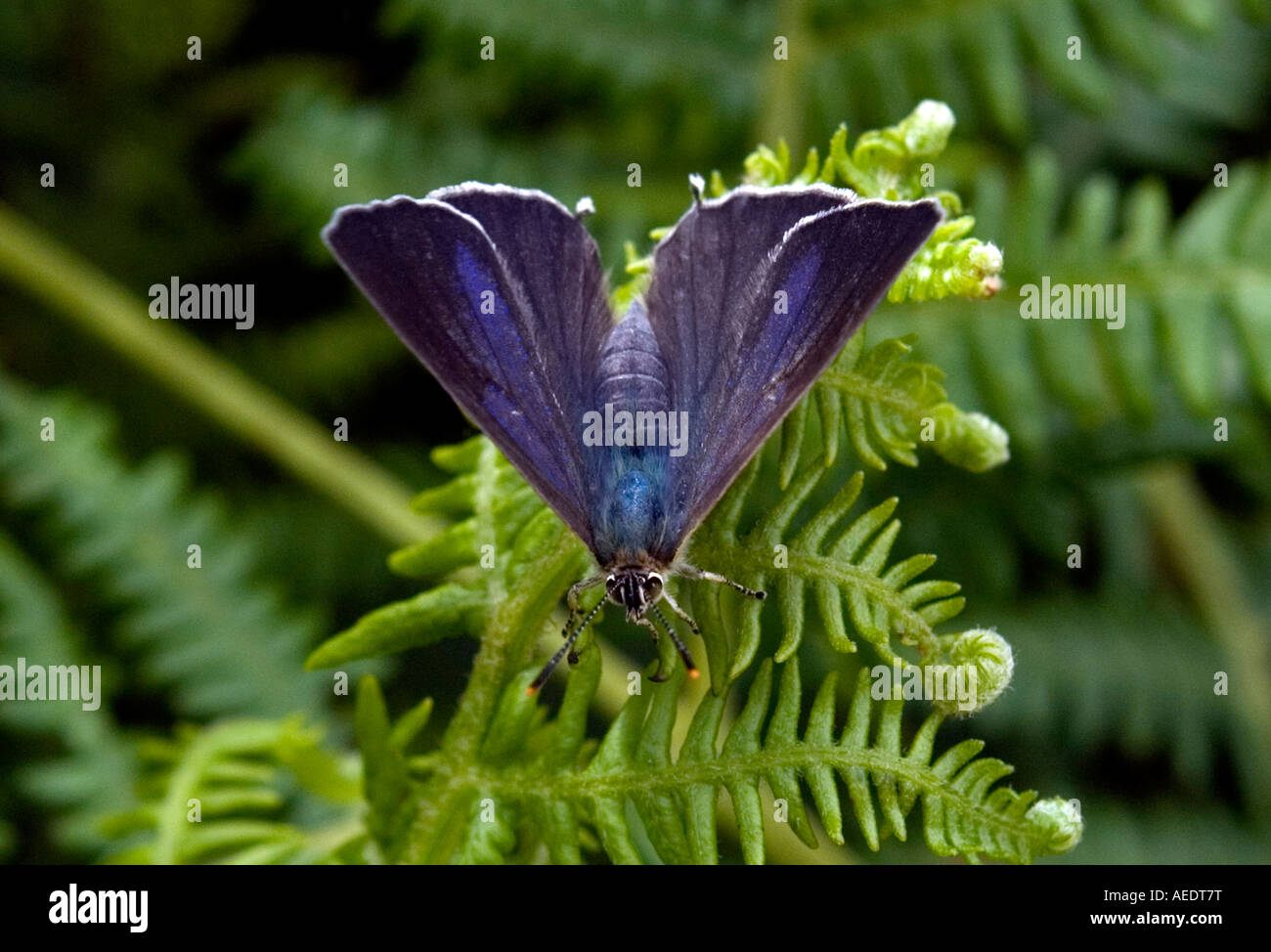 A female Purple Hairstreak Butterfly (Neozephyrus quercus) at the Hole ...