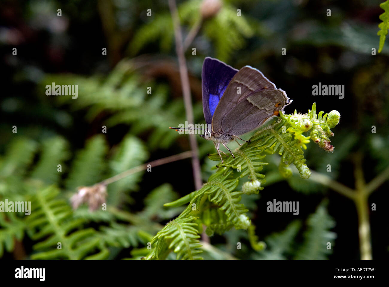 A female Purple Hairstreak Butterfly (Neozephyrus quercus) at the Hole ...