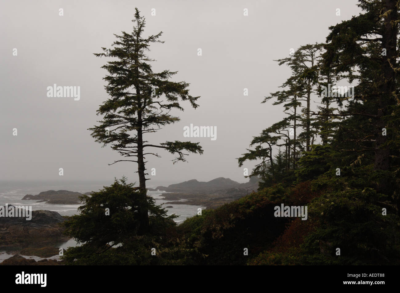 Pacific Rim National Park Canada Stock Photo - Alamy