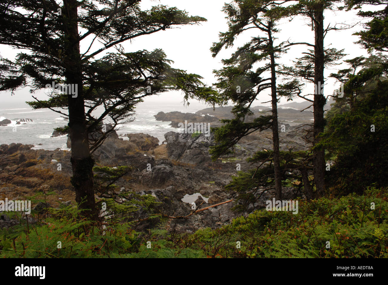 Pacific Rim National Park Canada Stock Photo - Alamy