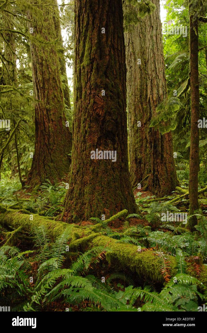 Pacific Rim National Park Canada Stock Photo - Alamy