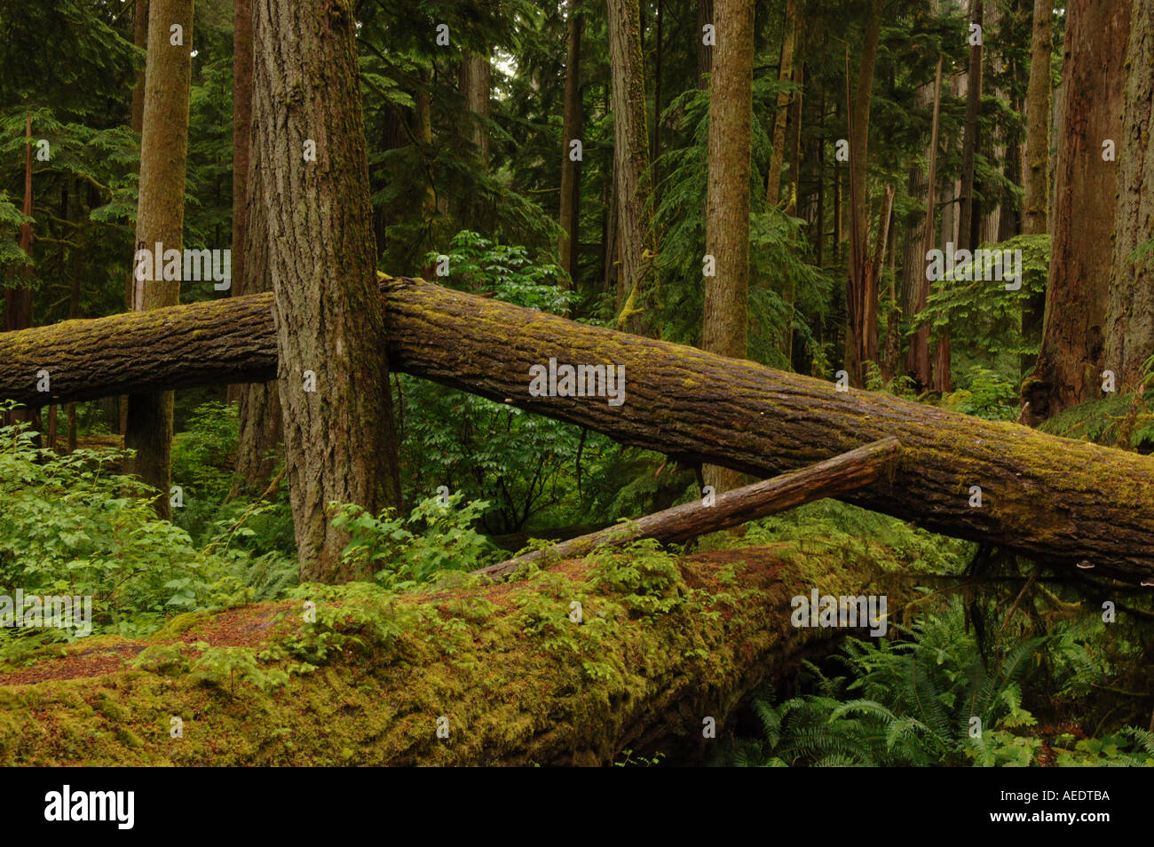 Pacific Rim National Park Canada Stock Photo - Alamy