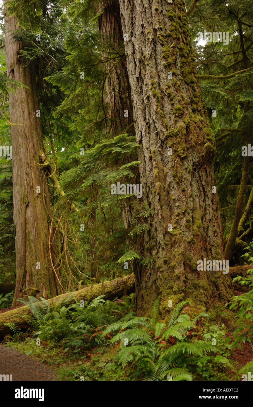 Pacific Rim National Park Canada Stock Photo - Alamy