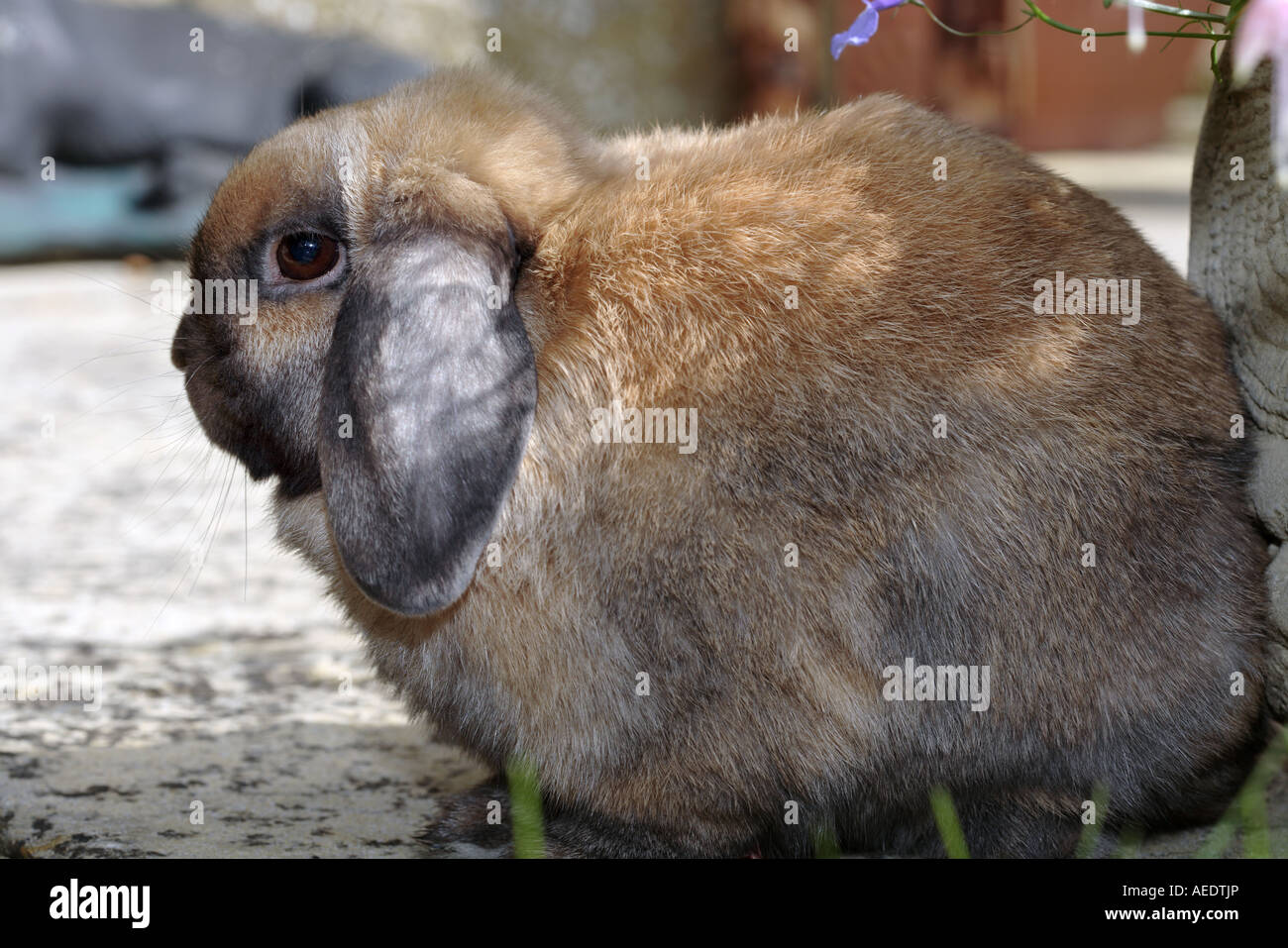 Dwarf lop eared rabbits hi-res stock photography and images - Alamy