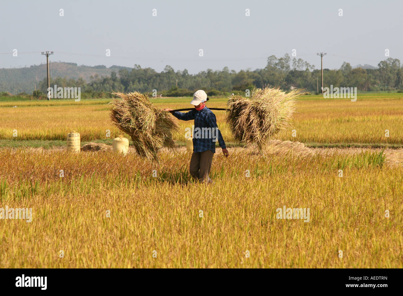 Harvesting the rice Stock Photo - Alamy