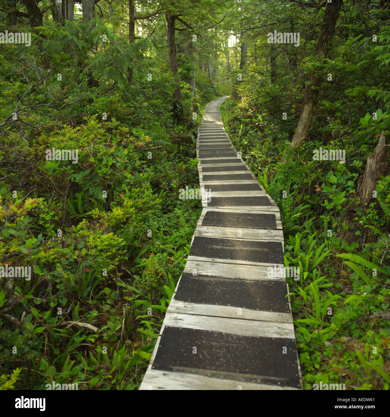 Pacific Rim National Park Vancouver Island Canada Stock Photo - Alamy