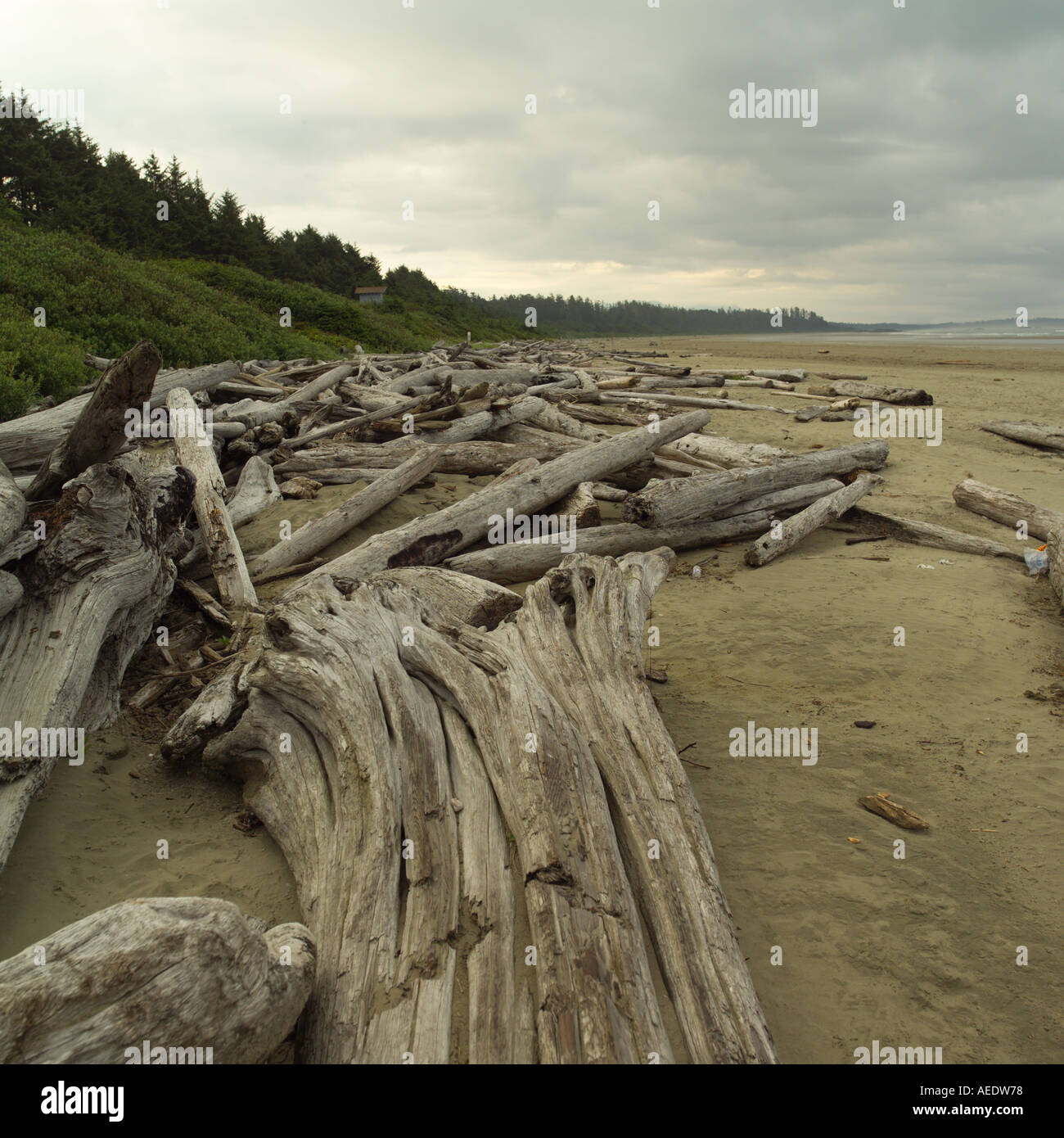 Pacific Rim National Park Vancouver Island Canada Stock Photo - Alamy
