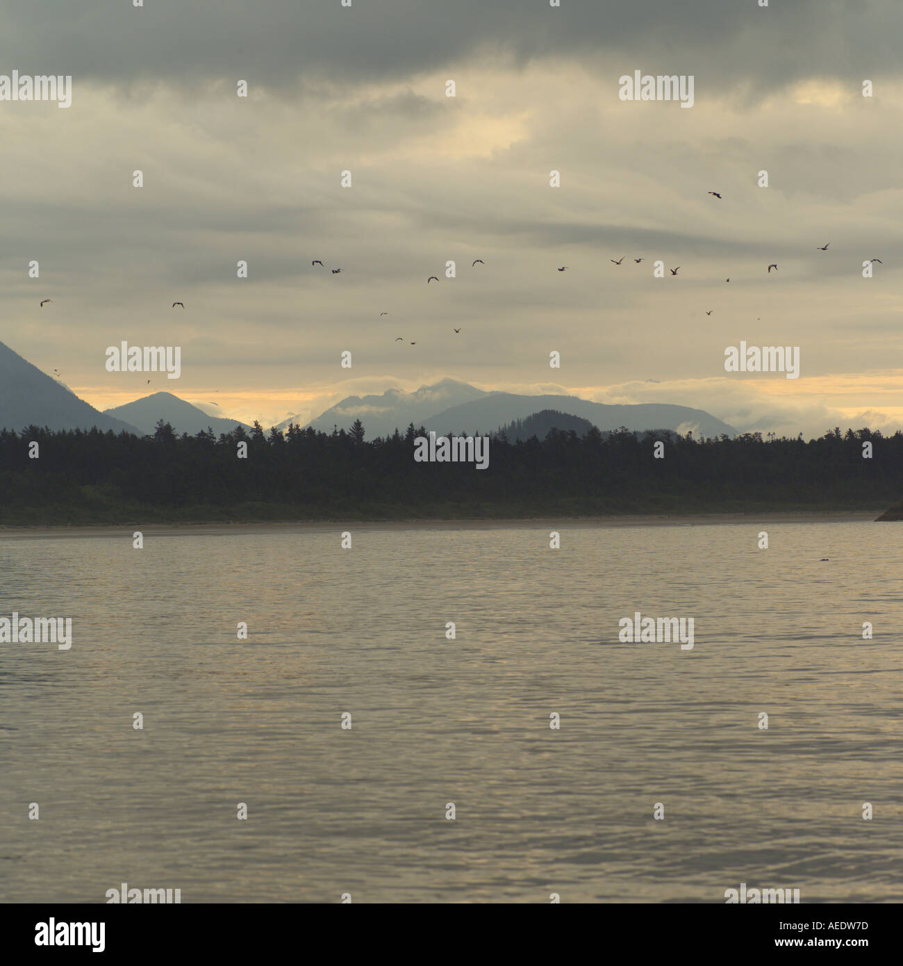 Pacific Rim National Park Vancouver Island Canada Stock Photo - Alamy