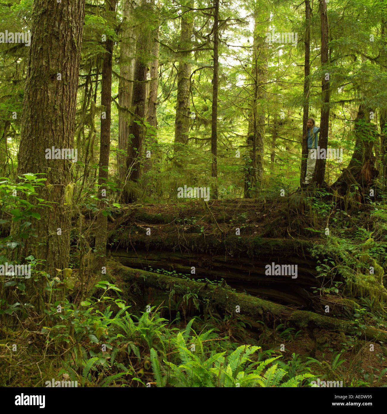 Pacific Rim National Park Vancouver Island Canada Stock Photo - Alamy