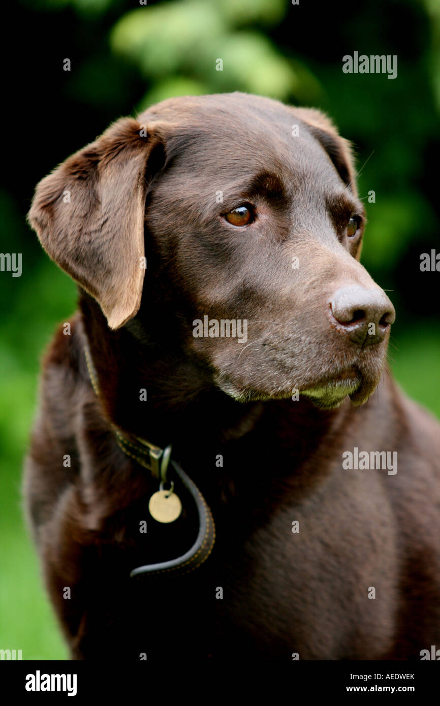 Brown Labrador dog, Chocolate Labrador Stock Photo - Alamy