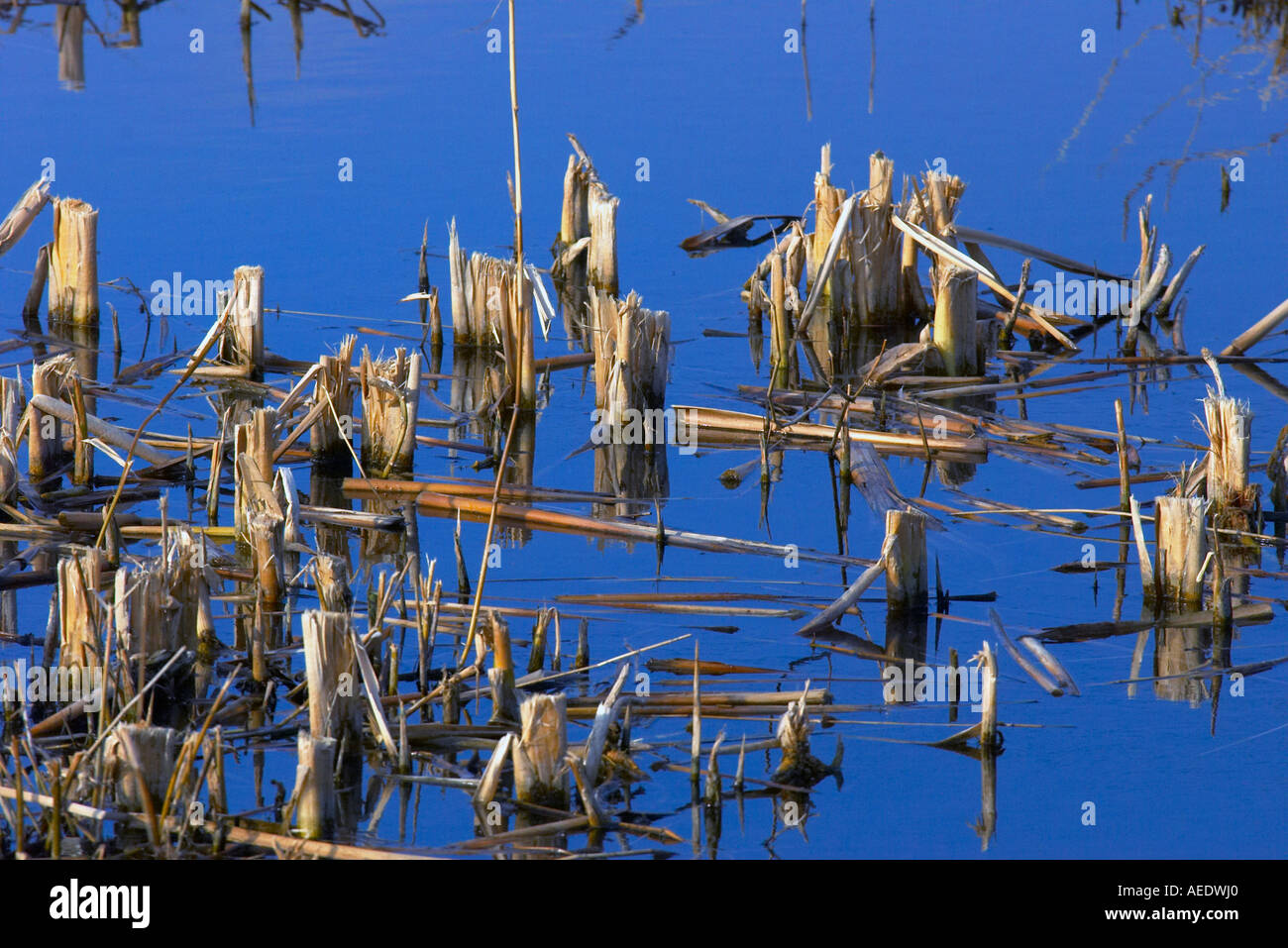 Freshly cut reed bed at the waterworks nature reserve London UK Stock ...