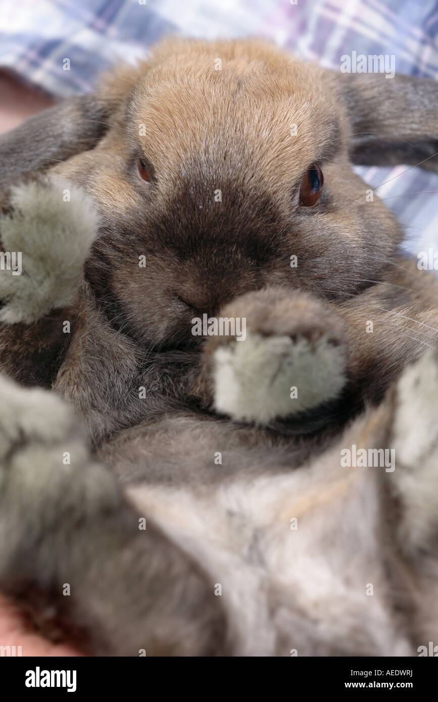 Lop eared dwarf rabbit Stock Photo - Alamy