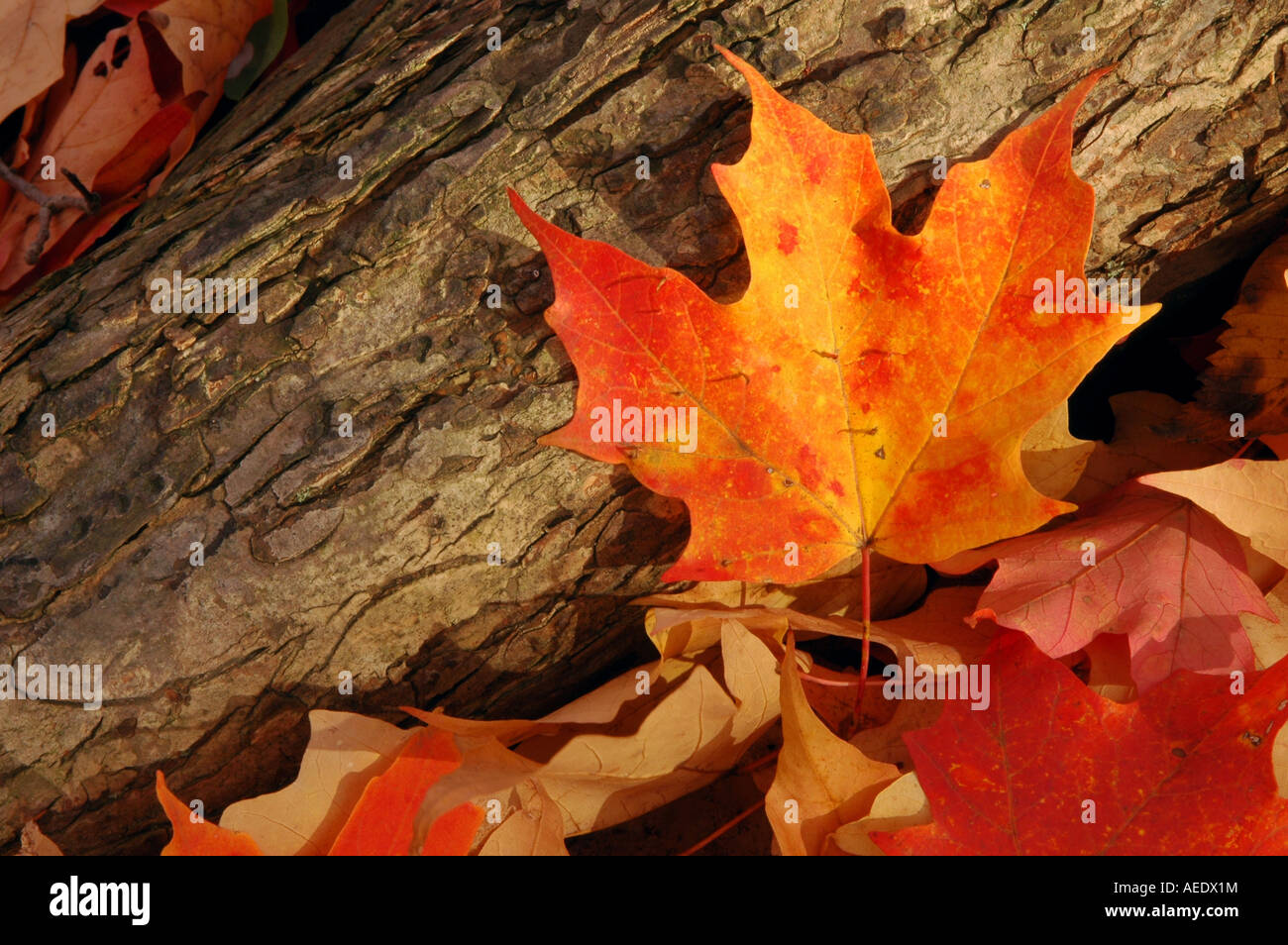 Autumn Maple Leaf, Cuyahoga Valley National Park, Ohio Stock Photo - Alamy