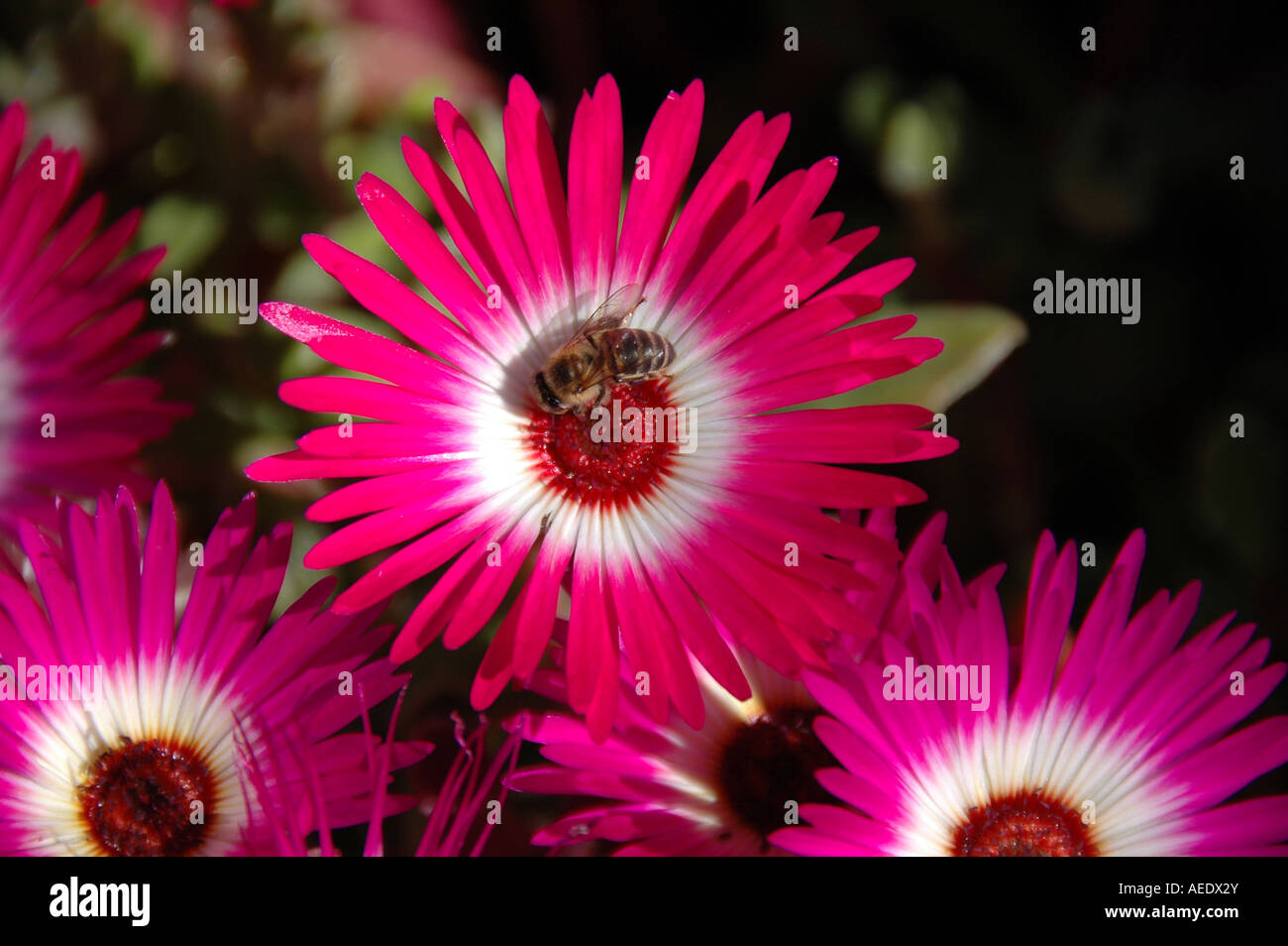 Bee getting pollen from bright vygie in Namaqualand South Africa Stock ...